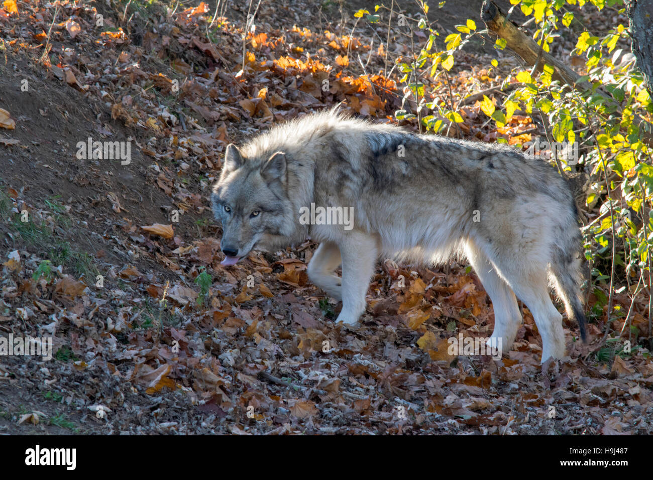 A Timber Wolf Stock Photo - Alamy