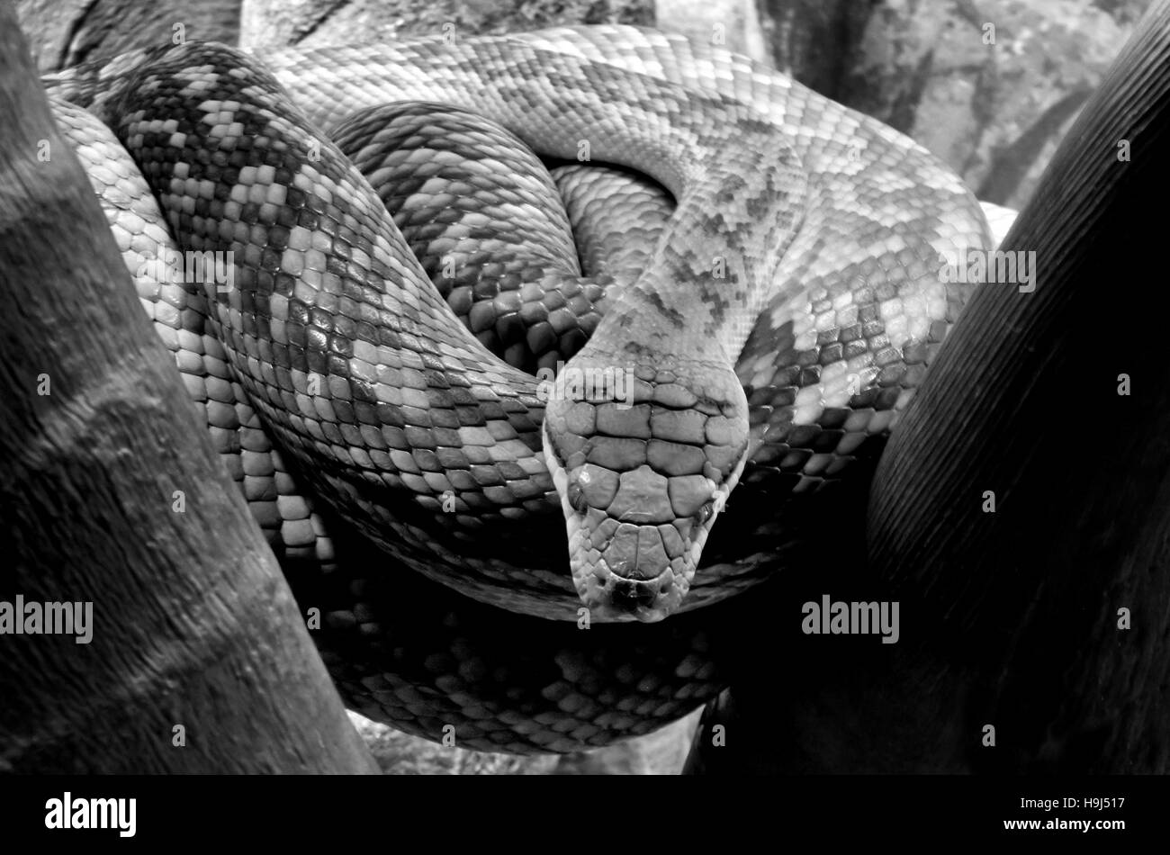 Snakes Of Australia High Resolution Stock Photography and Images - Alamy