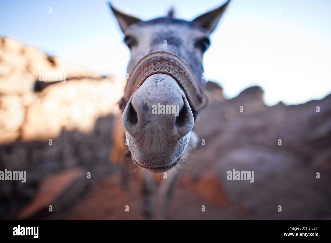 donkey face in the camera Stock Photo - Alamy