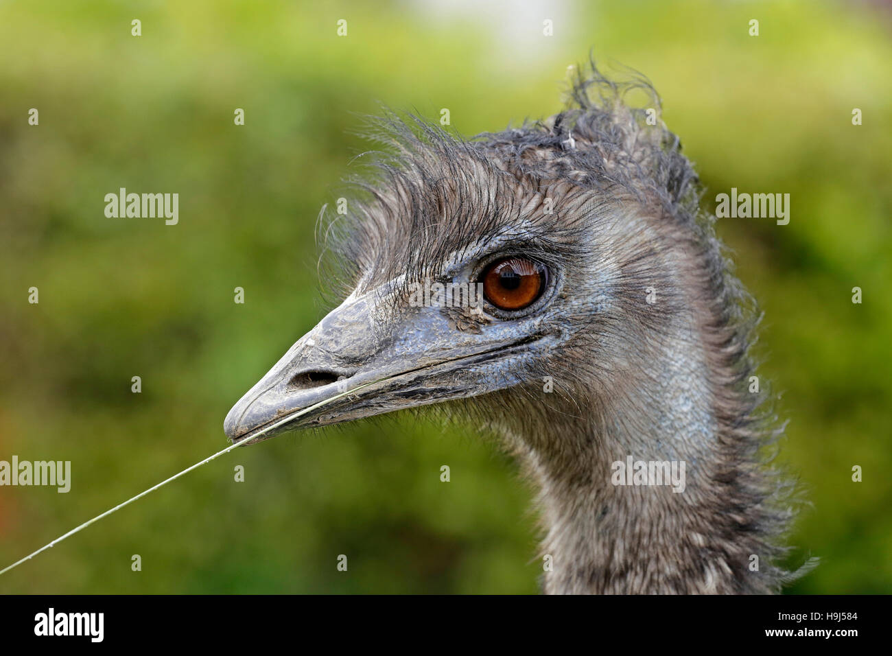 Emu head portrait hi-res stock photography and images - Alamy