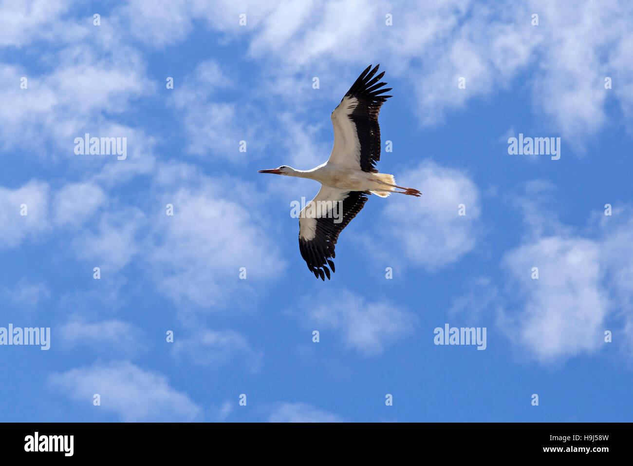 Flying stork hi-res stock photography and images - Alamy
