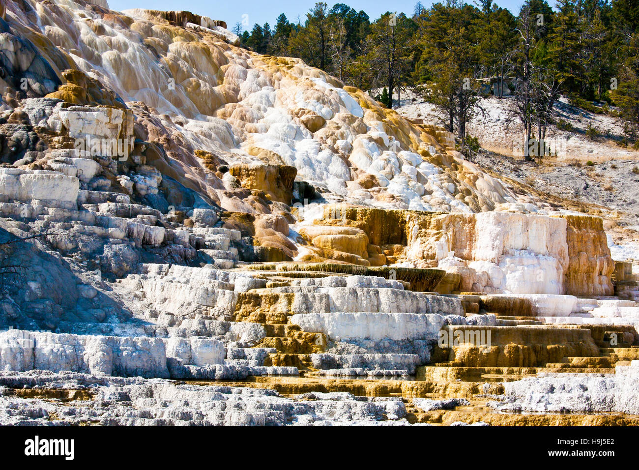 Mineral formation from hot spring in Mammoth Hot Springs in Yellowstone ...