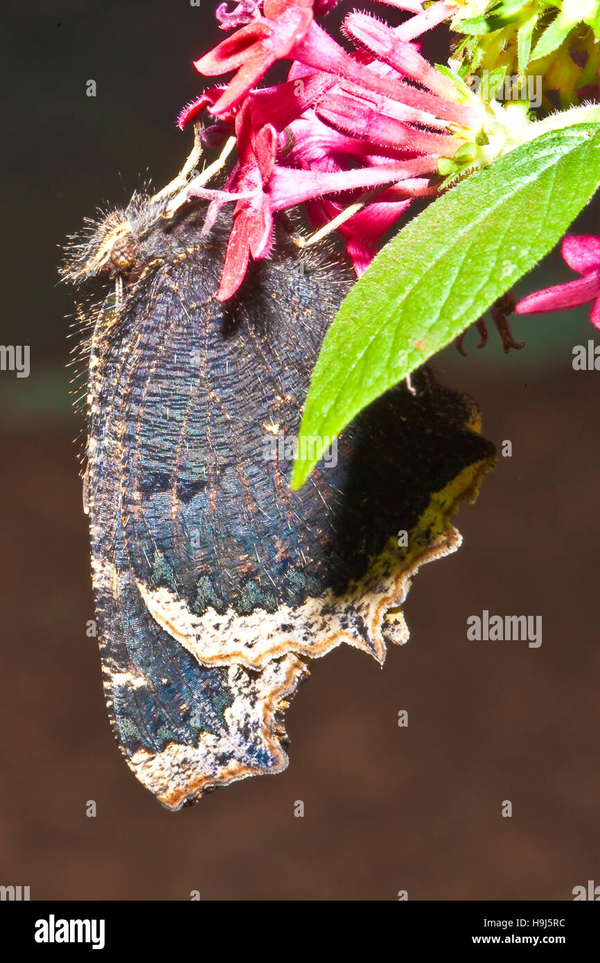 Mourning Cloak butterfly (Nymphalis antiopa Stock Photo - Alamy
