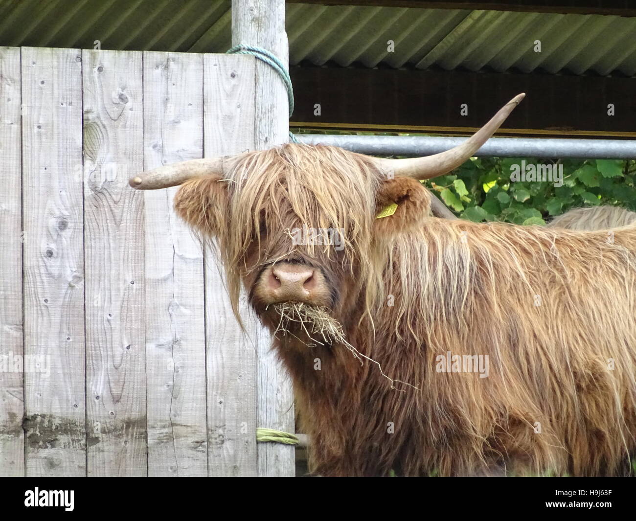 Highland bull hi-res stock photography and images - Alamy