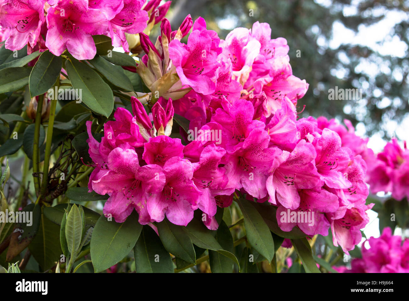 Rhododendrons in full bloom Stock Photo - Alamy