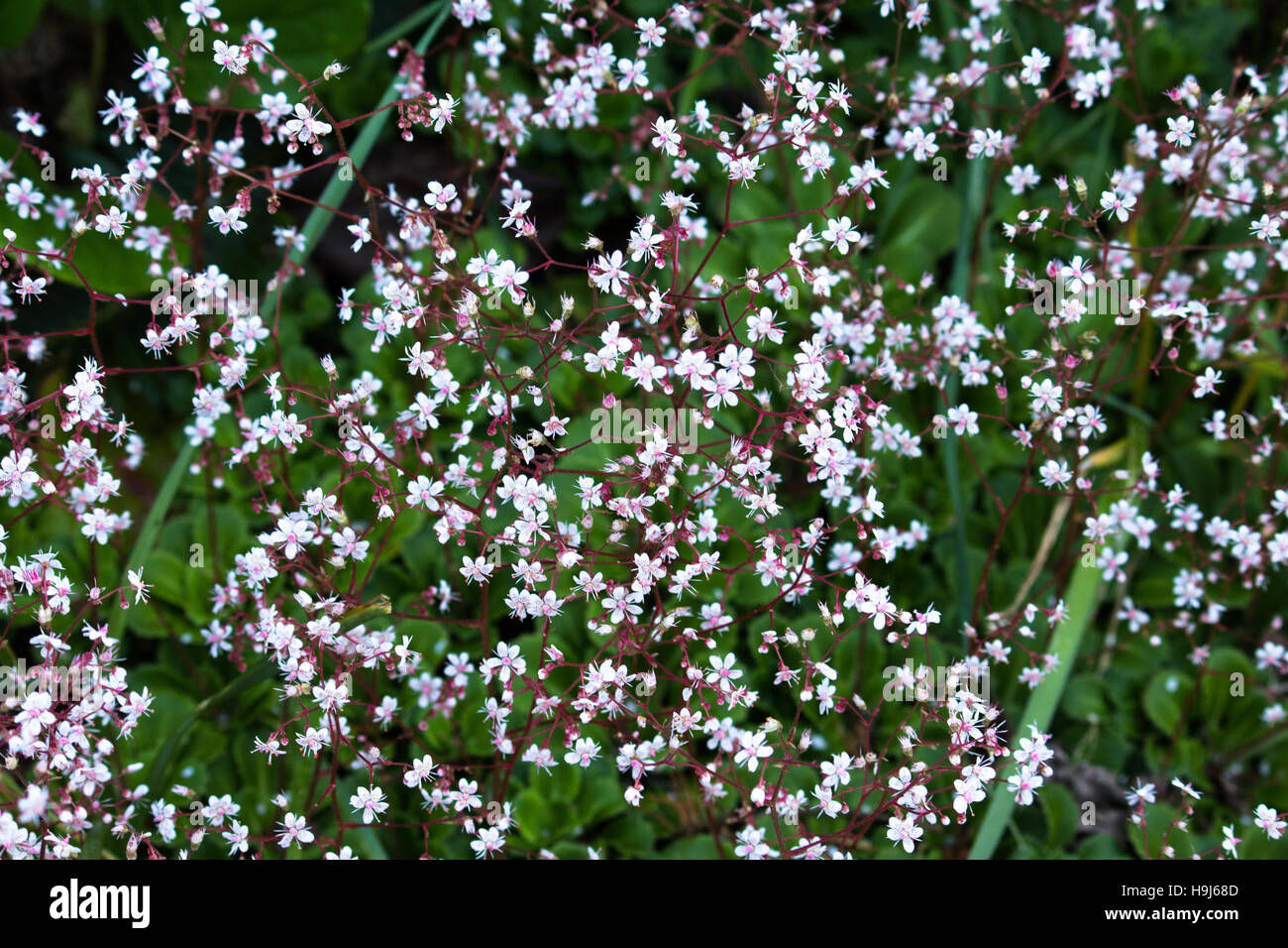 Buckwheat wildflower hi-res stock photography and images - Alamy