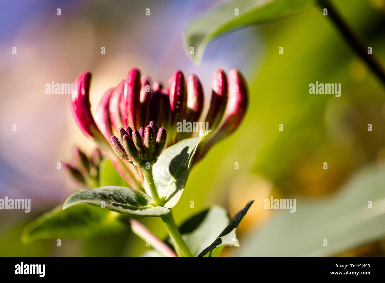 Honeysuckle flower pods Stock Photo - Alamy