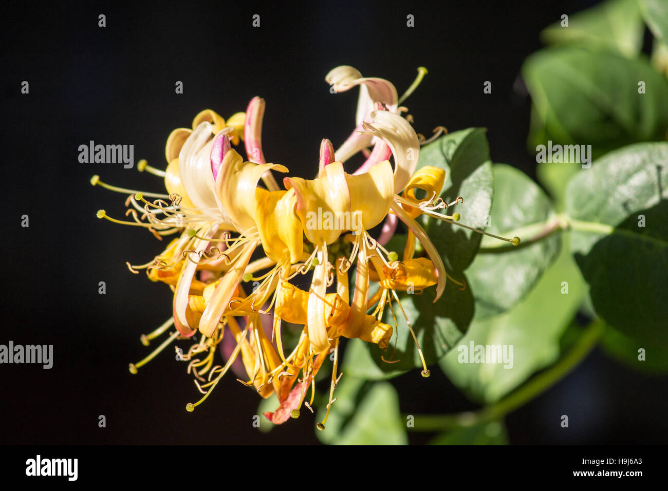 Honeysuckles in full bloom Stock Photo - Alamy