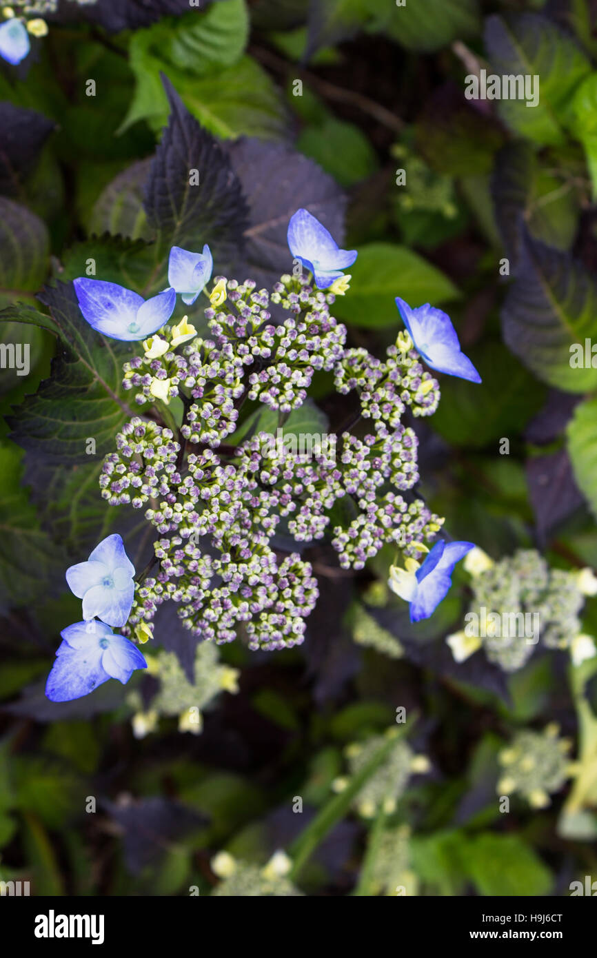 Blue Hydrangea's just beginning to bloom Stock Photo - Alamy