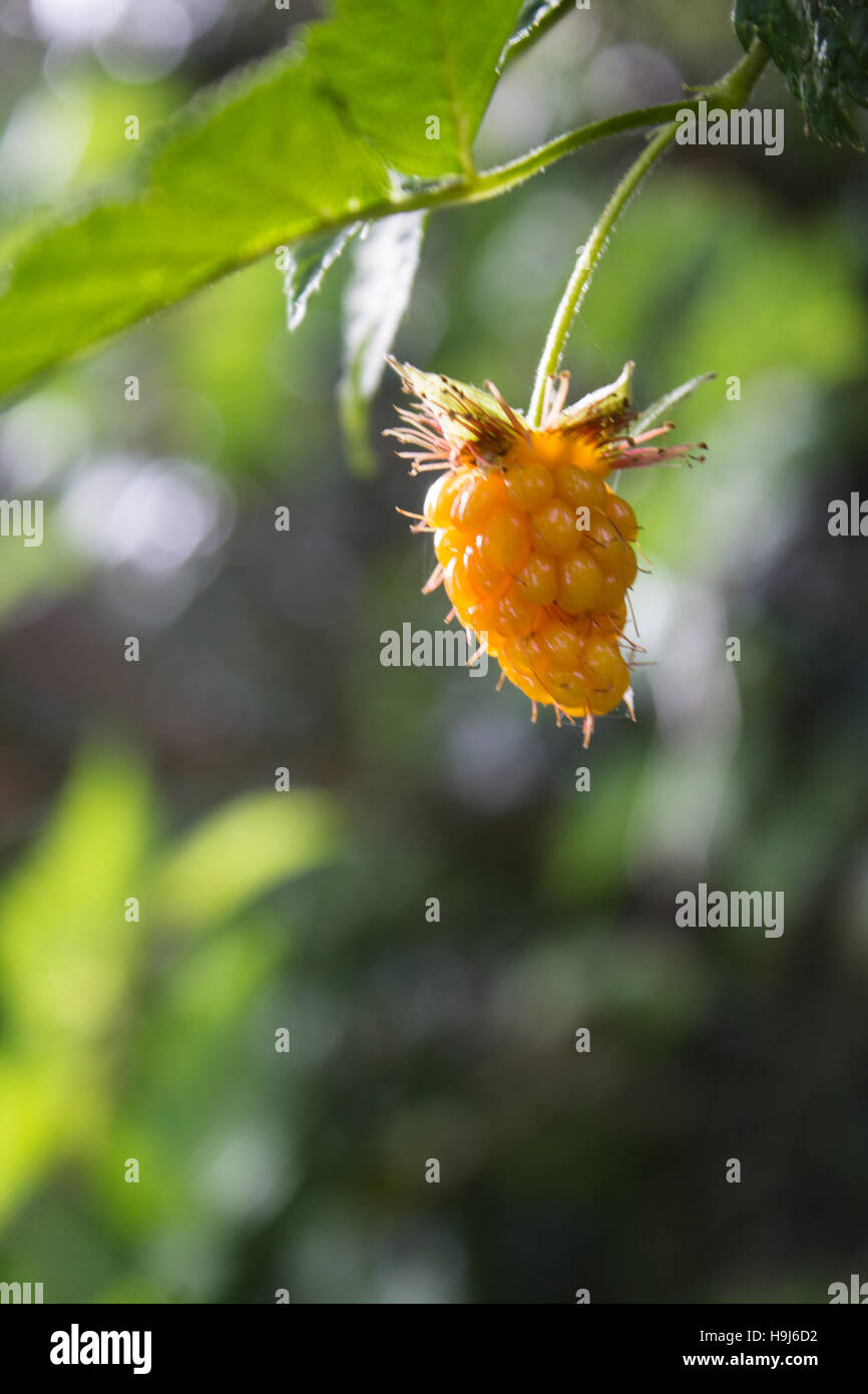 Unripened raspberry hi-res stock photography and images - Alamy