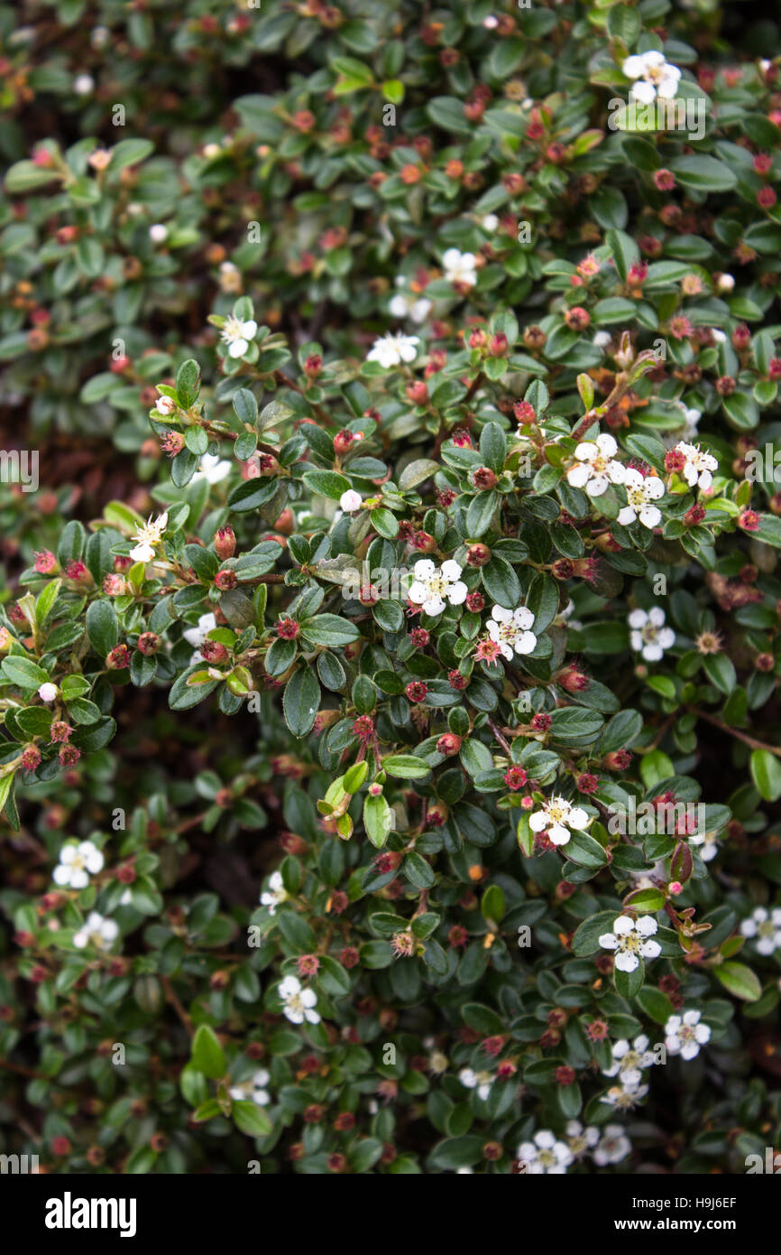 Cotoneaster Dammeri in bloom Stock Photo - Alamy