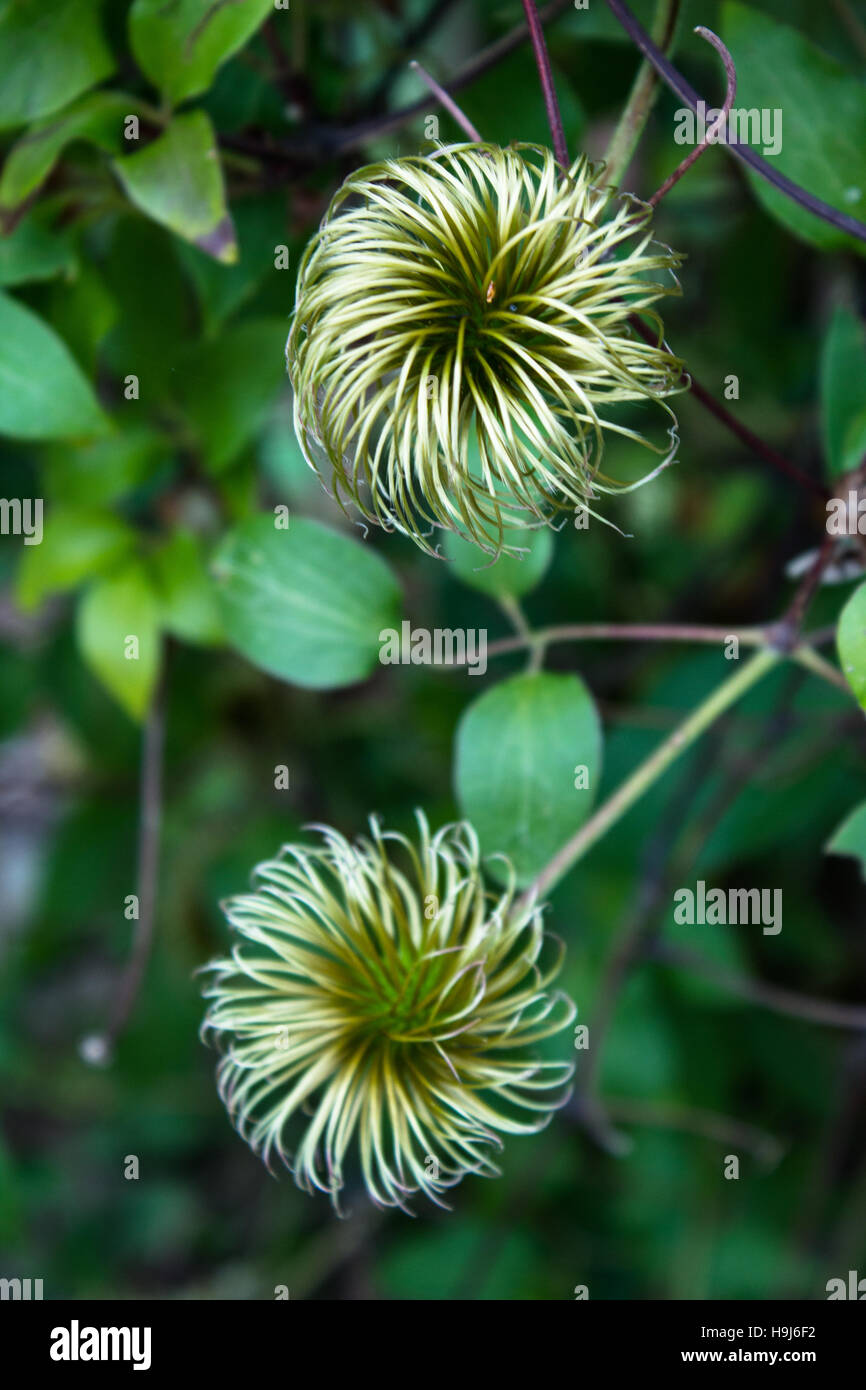 Clematis 8 petals hi-res stock photography and images - Alamy