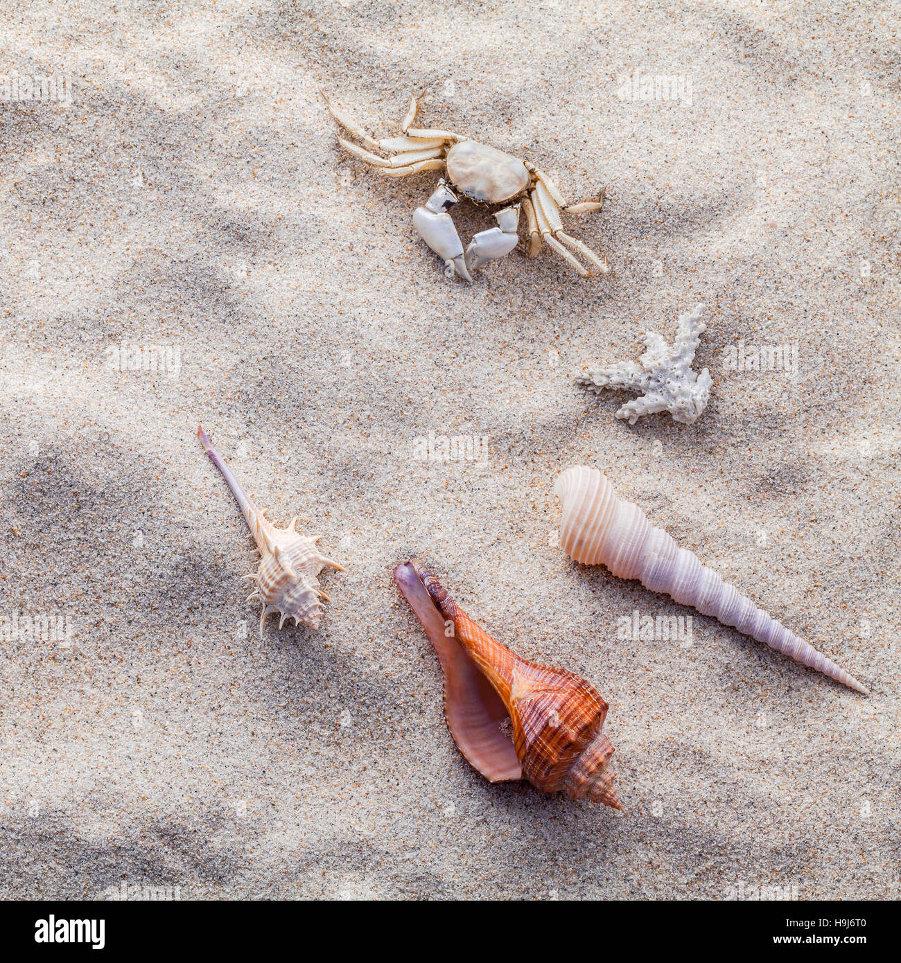 Sea shells,starfish and crab on beach sand for summer and beach Stock ...