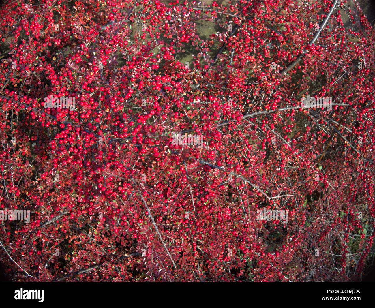 Abstract tropical leaf hi-res stock photography and images - Alamy