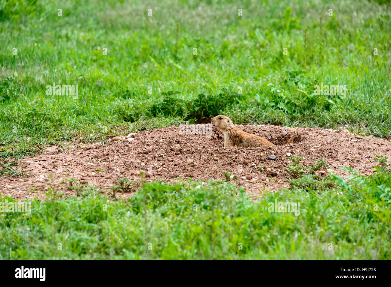 Wind Cave National Park Stock Photo - Alamy