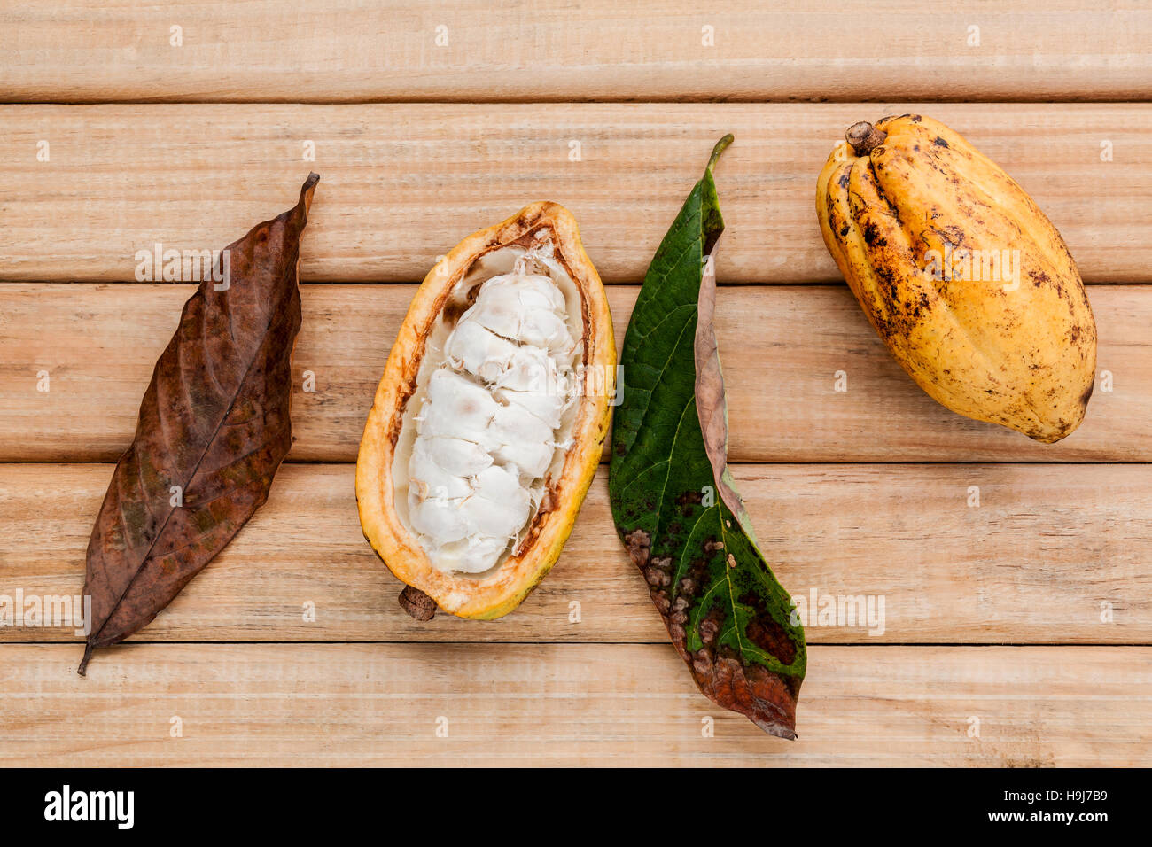 Ripe Indonesia's cocoa setup on rustic wooden background Stock Photo ...