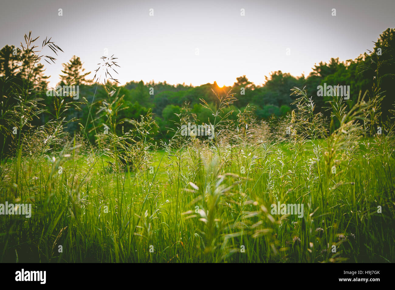 Tall grass grassy field hi-res stock photography and images - Alamy