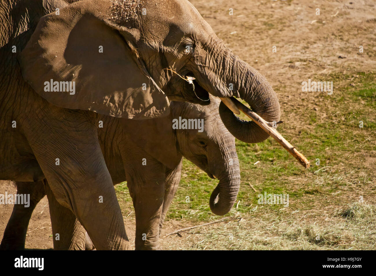 baby elephant and mother eating bark off of stick Stock Photo - Alamy