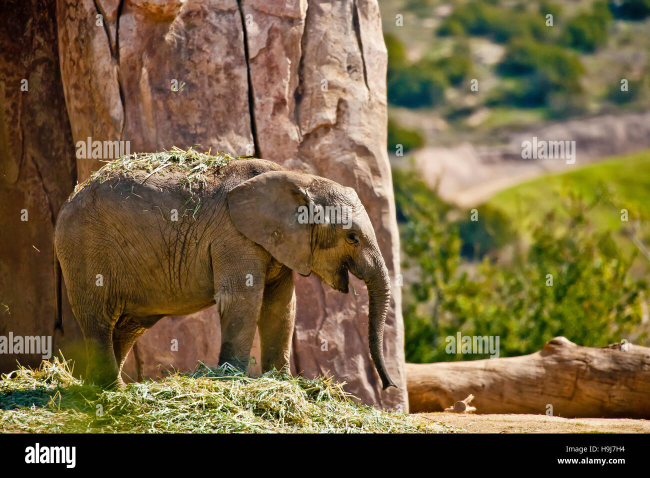 baby elephant eating hay in front of large rock Stock Photo - Alamy