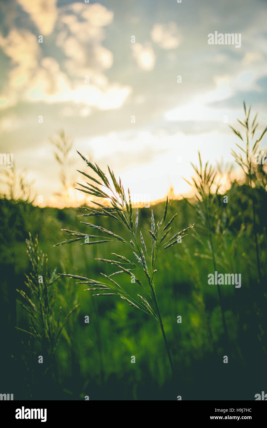 Golden grass hi-res stock photography and images - Alamy