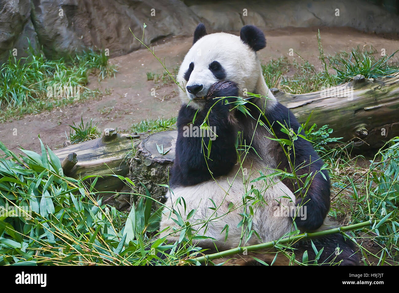Bai Yun, a giant panda at the San Diego Zoo, San Diego CA. Hers was the ...