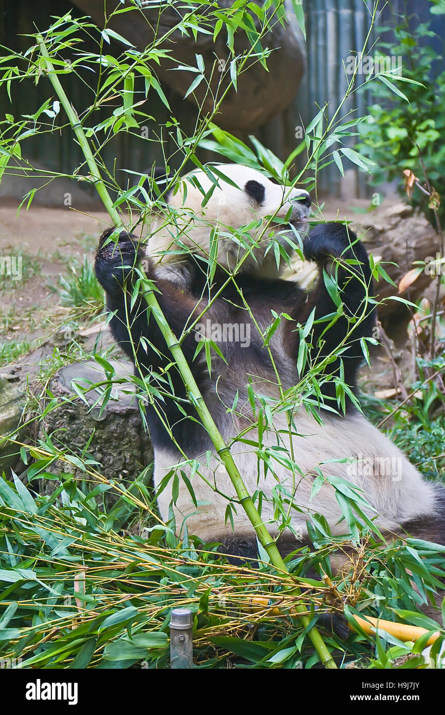 Bai Yun, a giant panda at the San Diego Zoo, San Diego CA. Hers was the ...