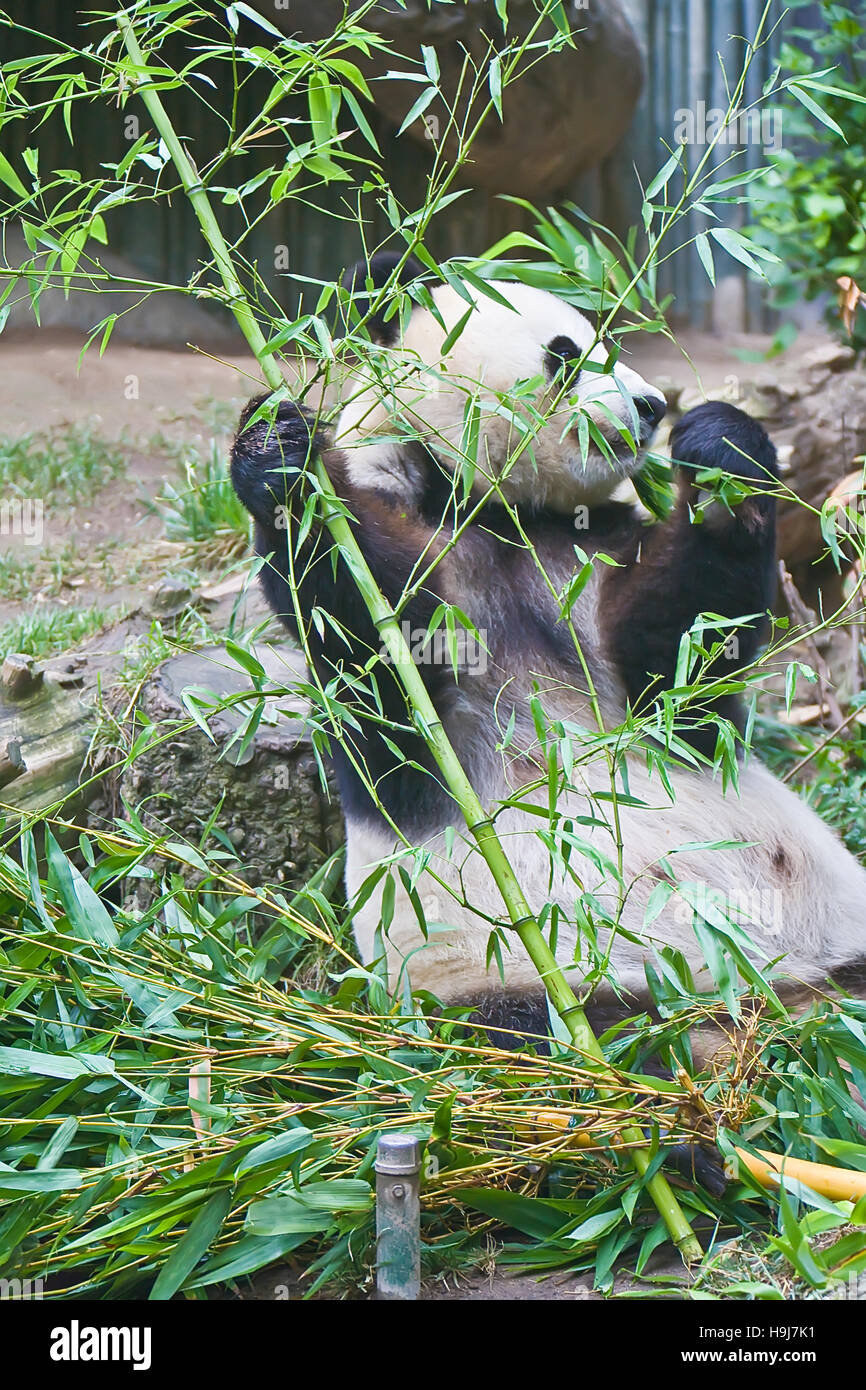 Bai Yun, a giant panda at the San Diego Zoo, San Diego CA. Hers was the ...