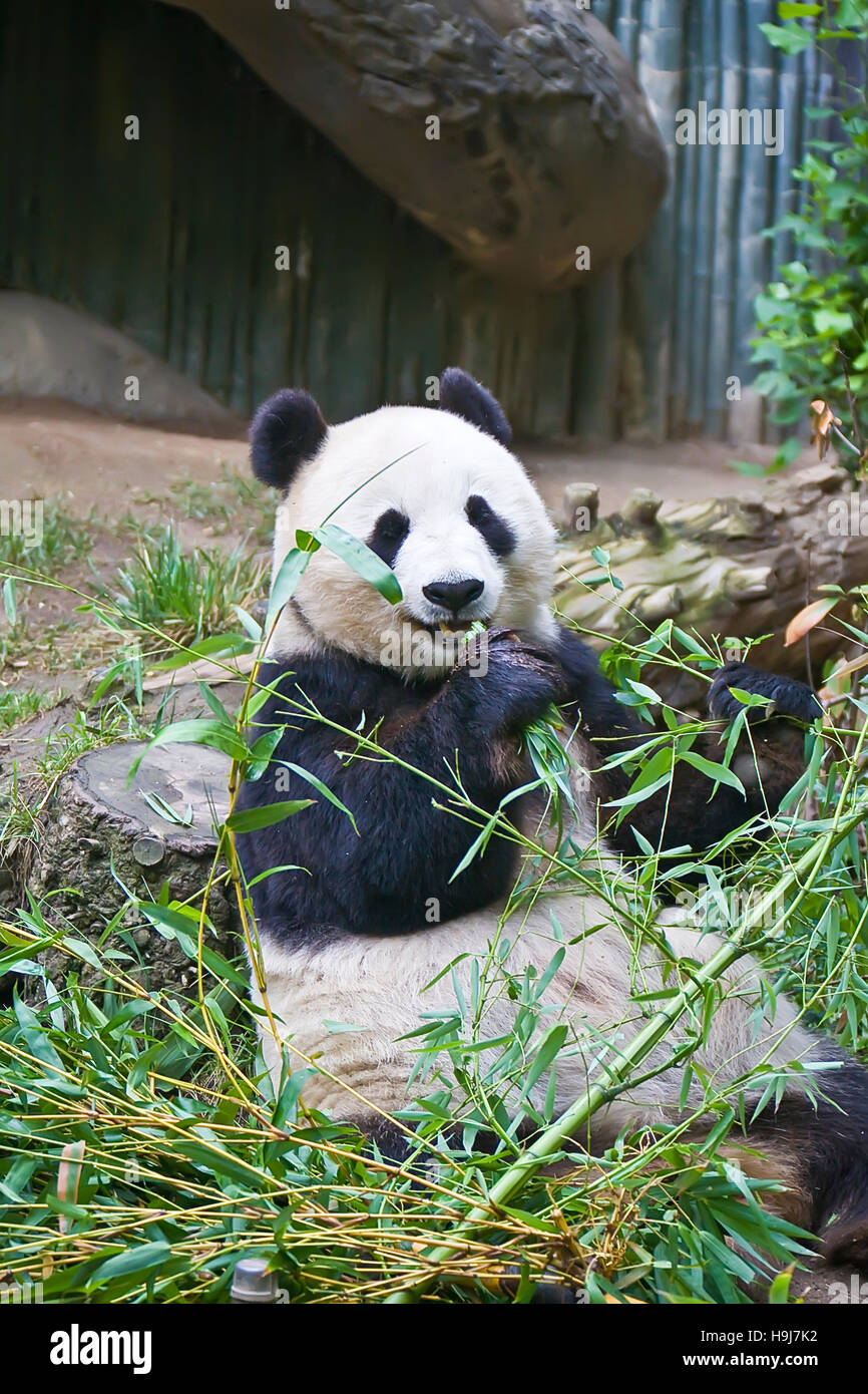 Bai Yun, a giant panda at the San Diego Zoo, San Diego CA. Hers was the ...