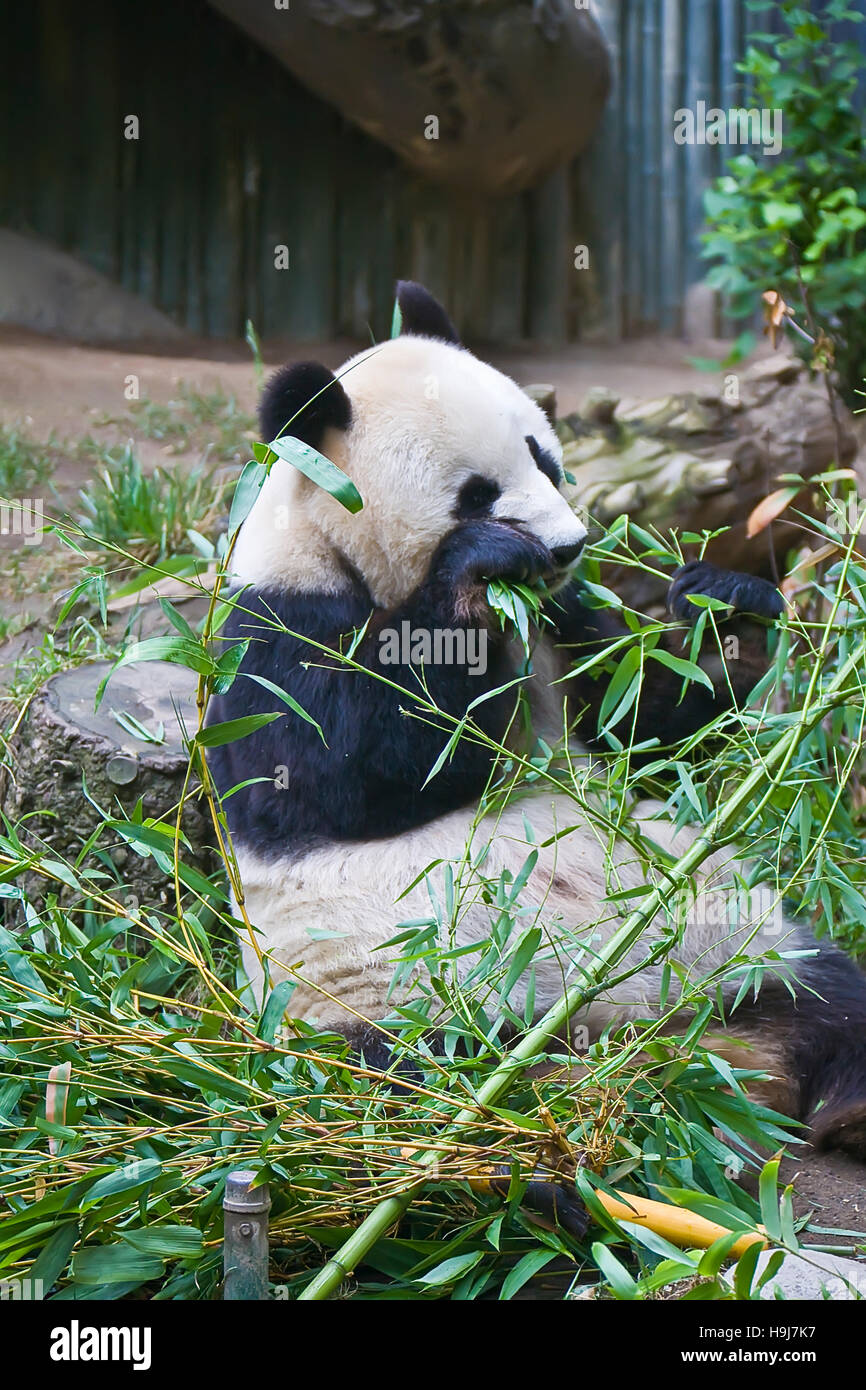 Bai Yun, a giant panda at the San Diego Zoo, San Diego CA. Hers was the ...
