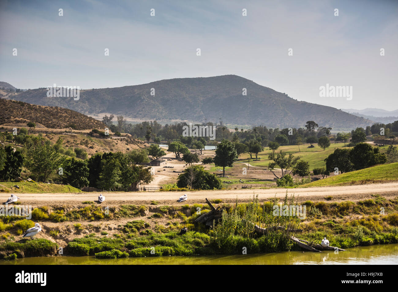 various animals in valley at san diego zoo safari park Stock Photo - Alamy