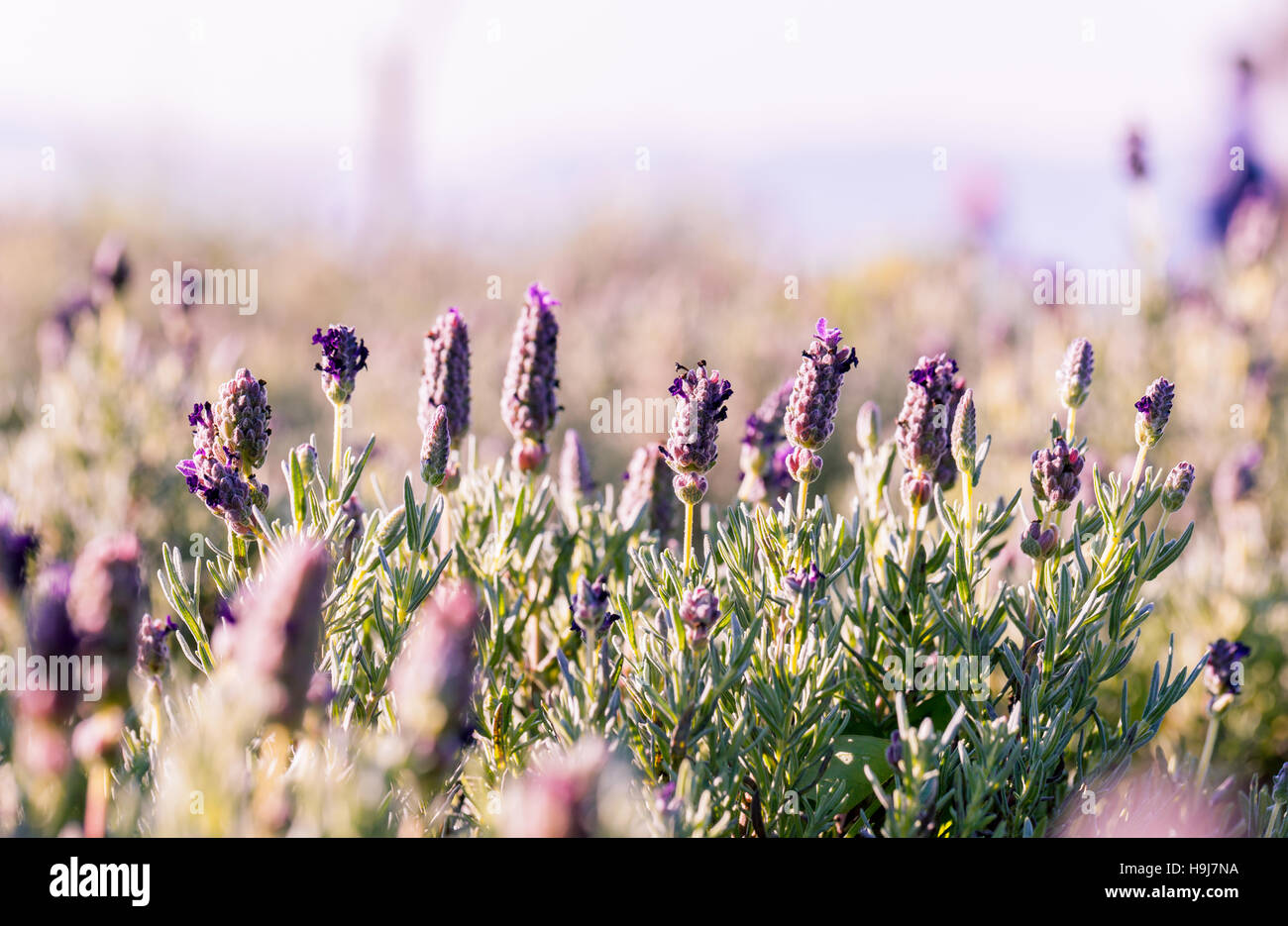Violet flowers field background on sunset Stock Photo - Alamy