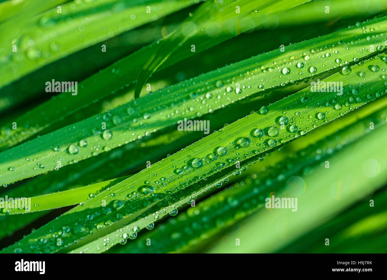 A beautiful green leaf background with water drop Stock Photo - Alamy