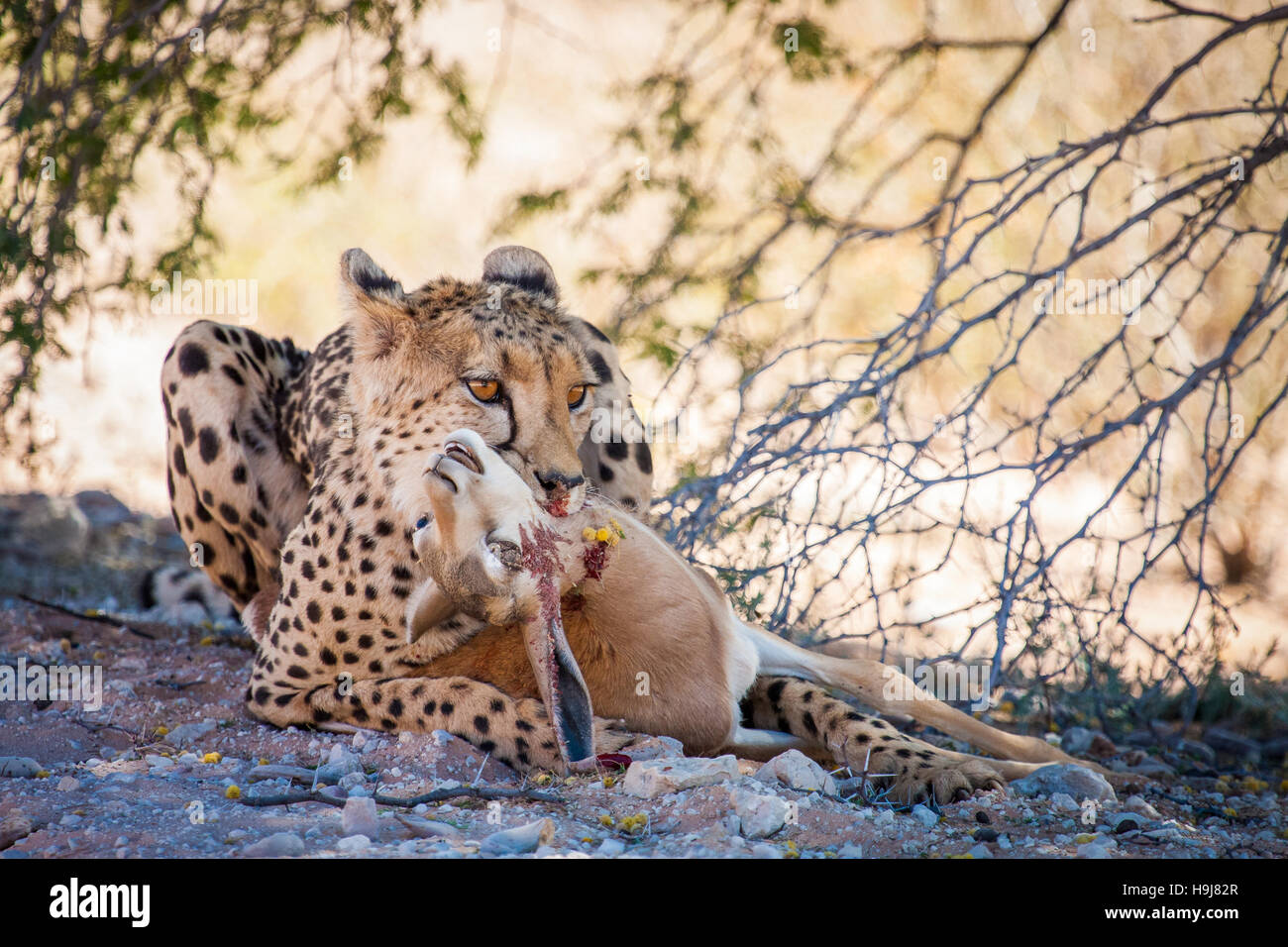 Adult cheetah hi-res stock photography and images - Alamy