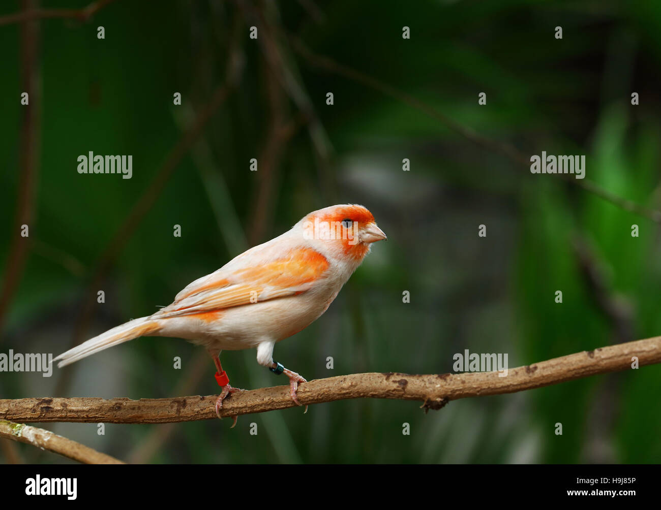 Canary bird hi-res stock photography and images - Alamy