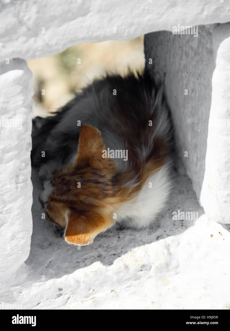 Cat sleeping in a hole in the wall White Stock Photo - Alamy