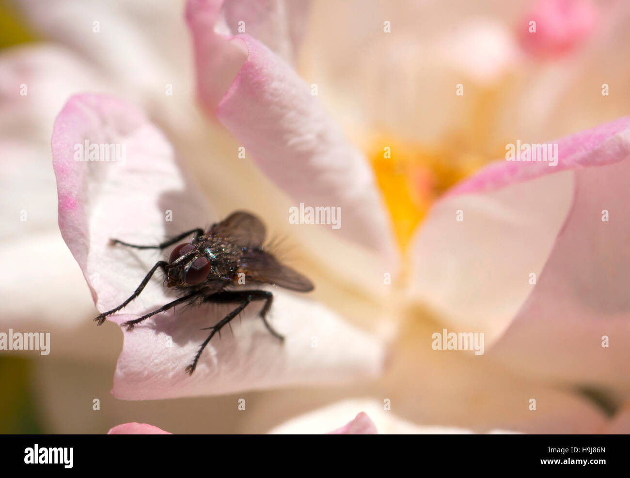 Fly shadow on transparent hi-res stock photography and images - Alamy