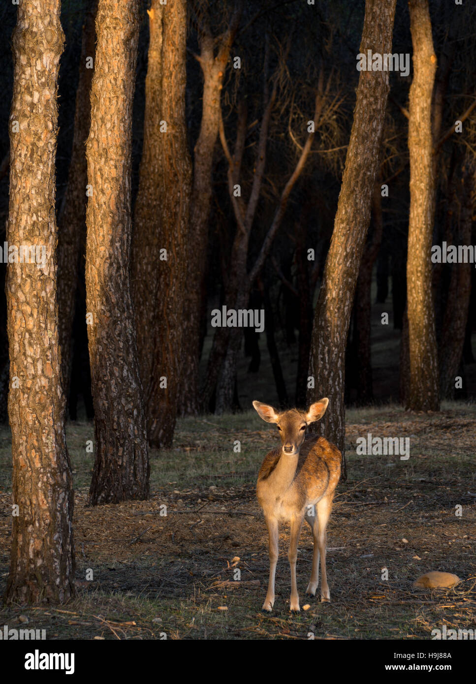 Deer in the forest at sunset Stock Photo - Alamy