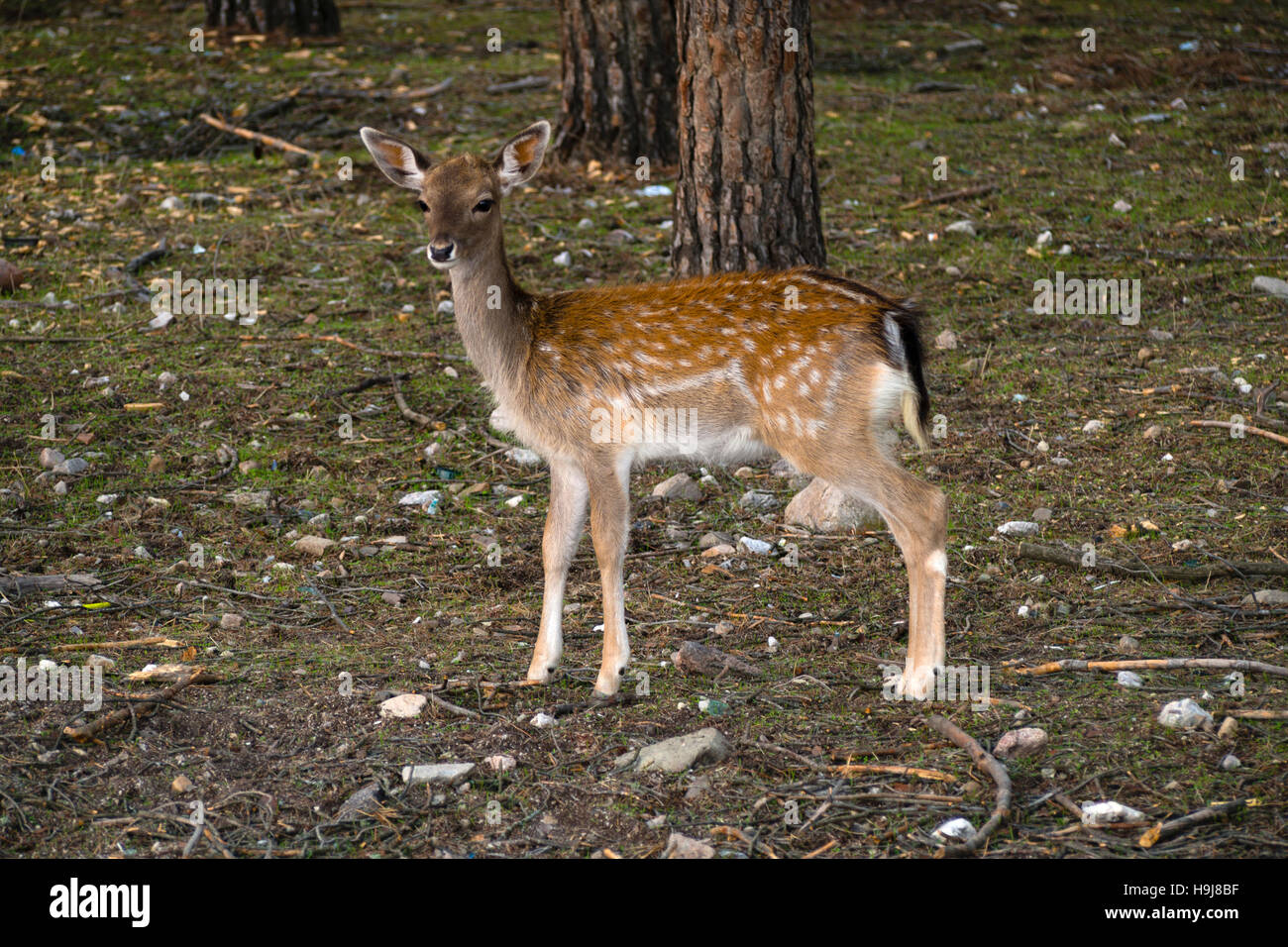 Fallow-Deer in the forest at sunset Stock Photo - Alamy