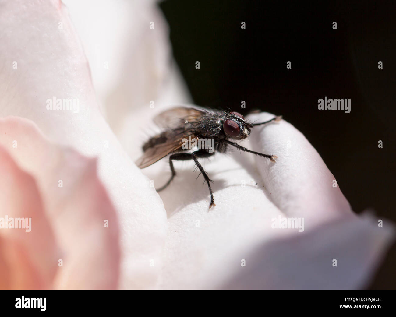 Fly perched on a rose in the garden Stock Photo - Alamy