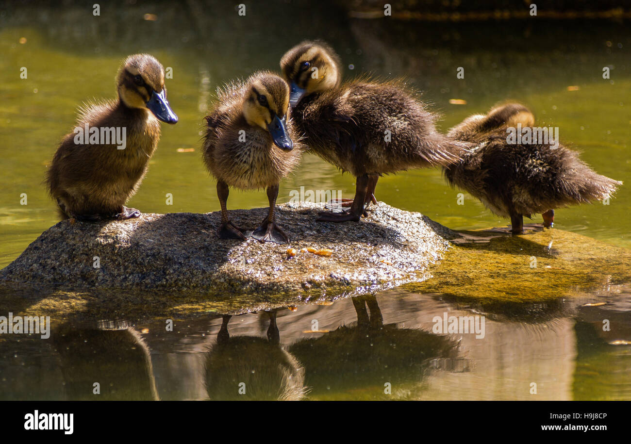 Ducks on a rock in the pond Stock Photo - Alamy
