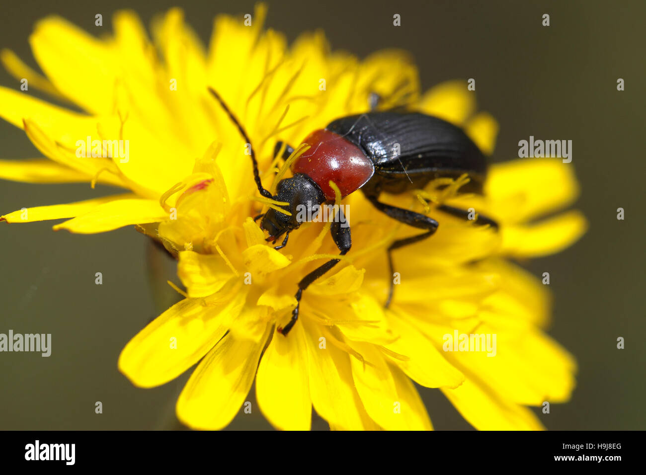 Heliotaurus ruficollis Beetle also called Toro sun Stock Photo - Alamy