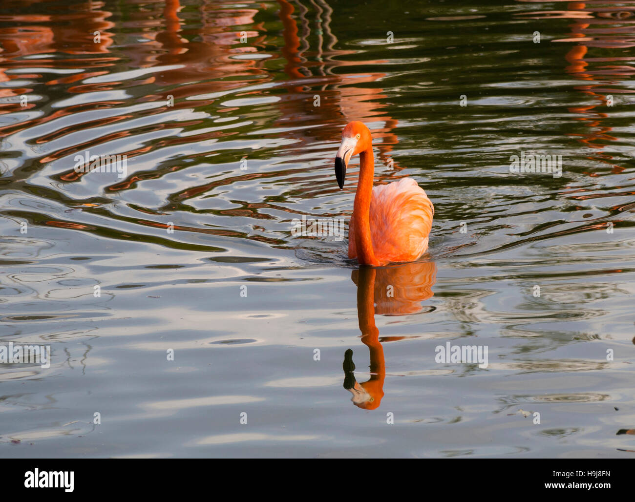 I flamingo swimming in the pond at sunset Stock Photo - Alamy