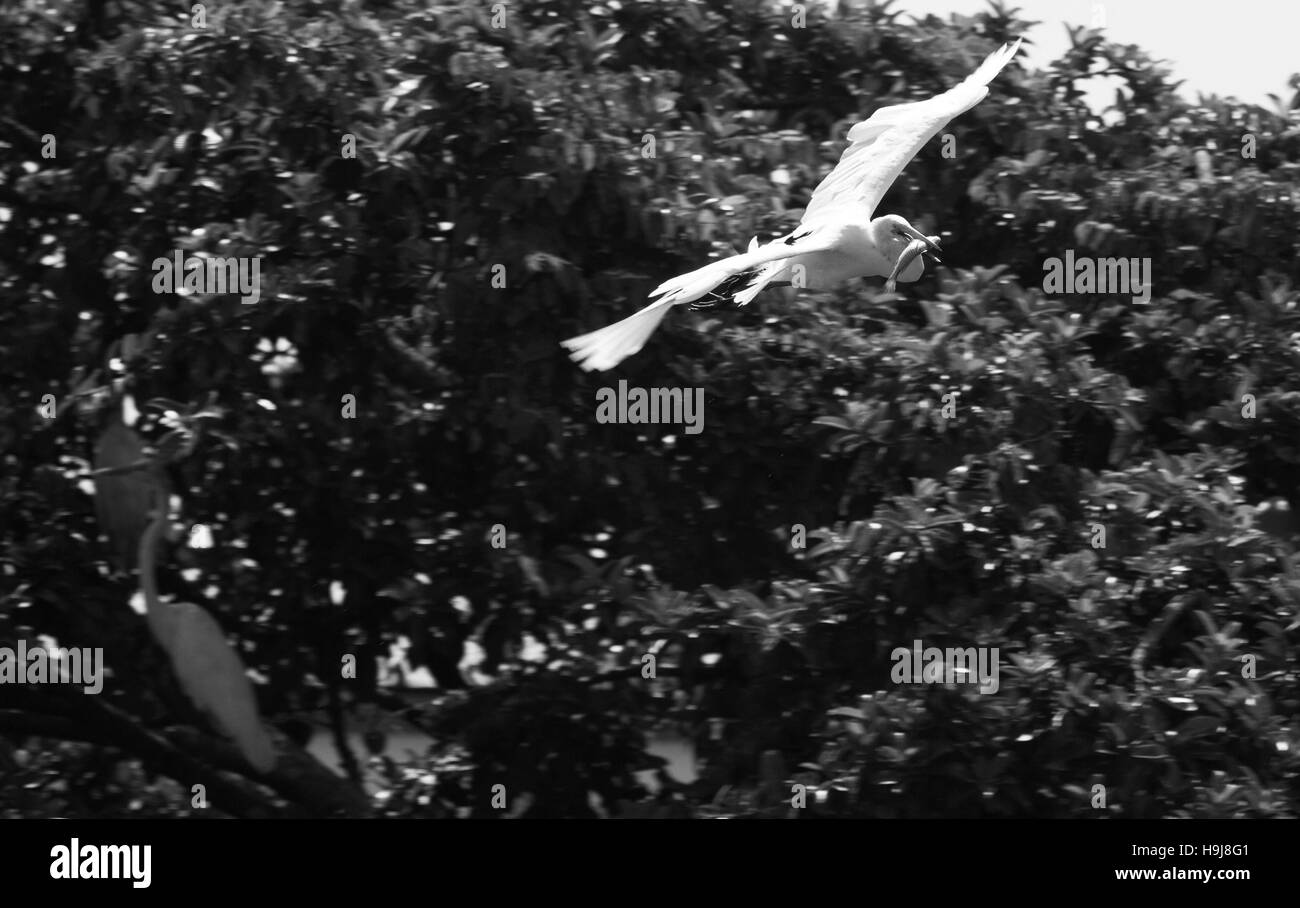 Bird flying fish in Black and White Stock Photos & Images - Alamy