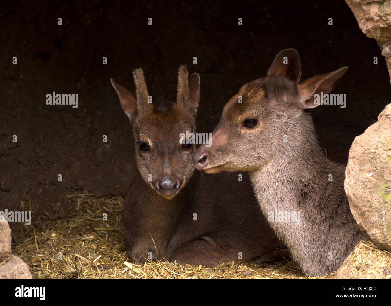 Mazama High Resolution Stock Photography and Images - Alamy