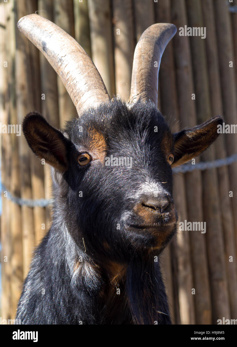 Portrait of a goat on the farm Stock Photo - Alamy