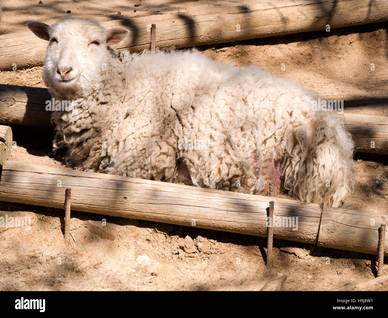 Smiling sheep hi-res stock photography and images - Alamy