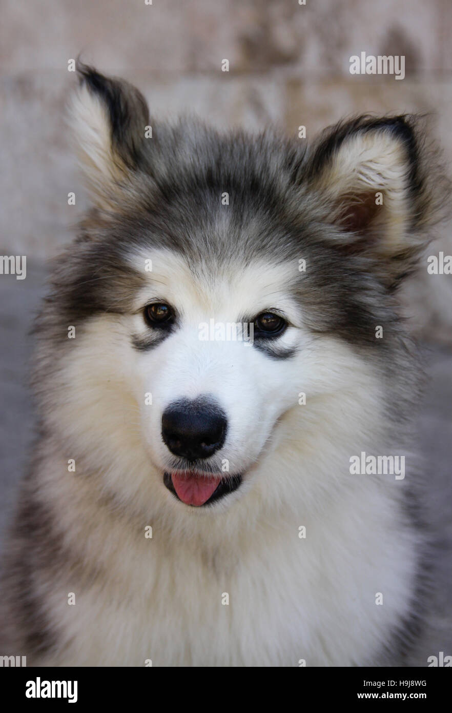 Photography Siberian Husky looking at camera Stock Photo - Alamy