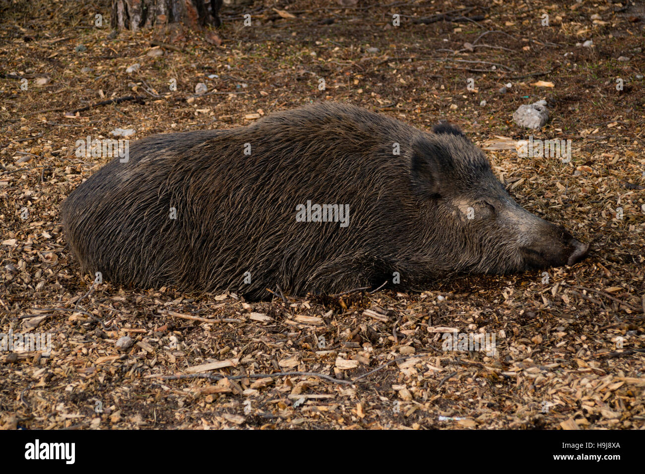 wild pig sleeping on the forest floor Stock Photo - Alamy