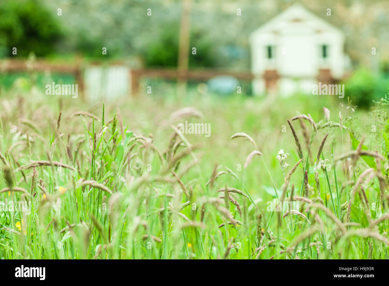 Focus on home in a garden Stock Photo - Alamy