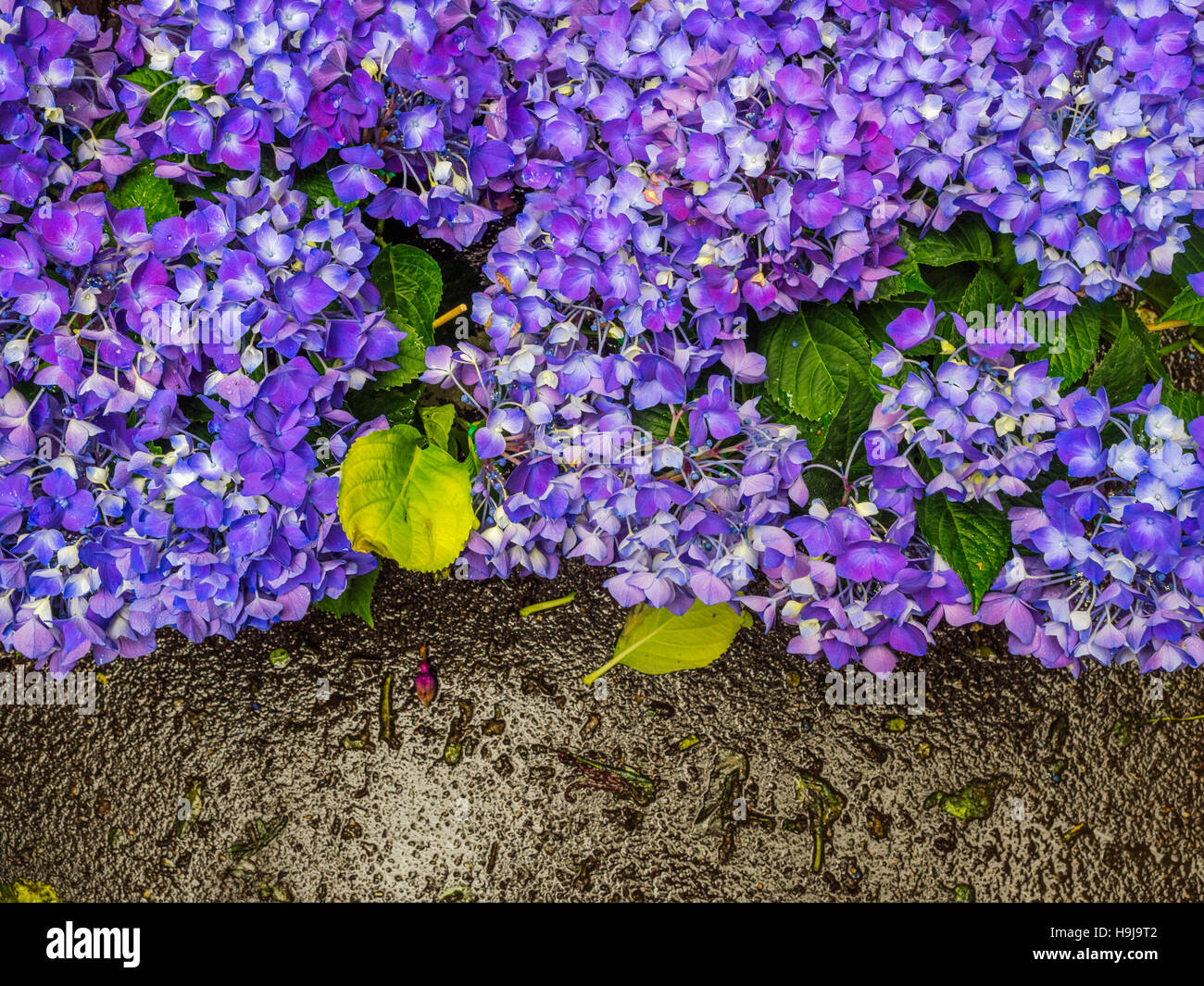 Street flower shop in Paris, France Stock Photo - Alamy